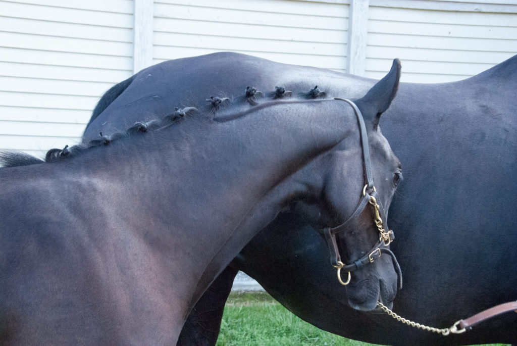 Lisa Turcotte Equine Massage