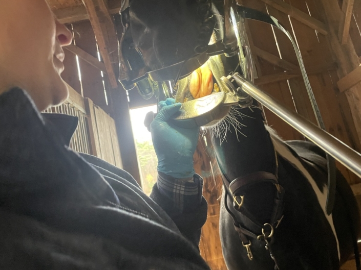 Teeth and all that! – Lisa Turcotte Equine Massage